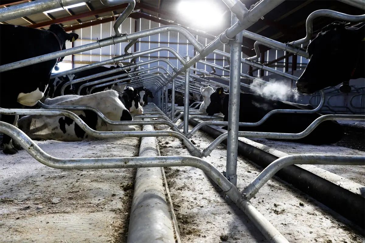 Deluxe Cow Cubicles - Teemore Engineering - Livestock Housing Specialists