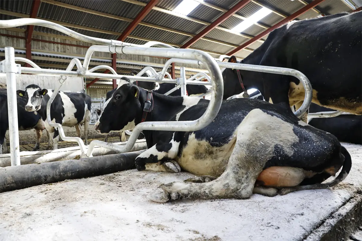 Deluxe Cow Cubicles - Teemore Engineering - Livestock Housing Specialists