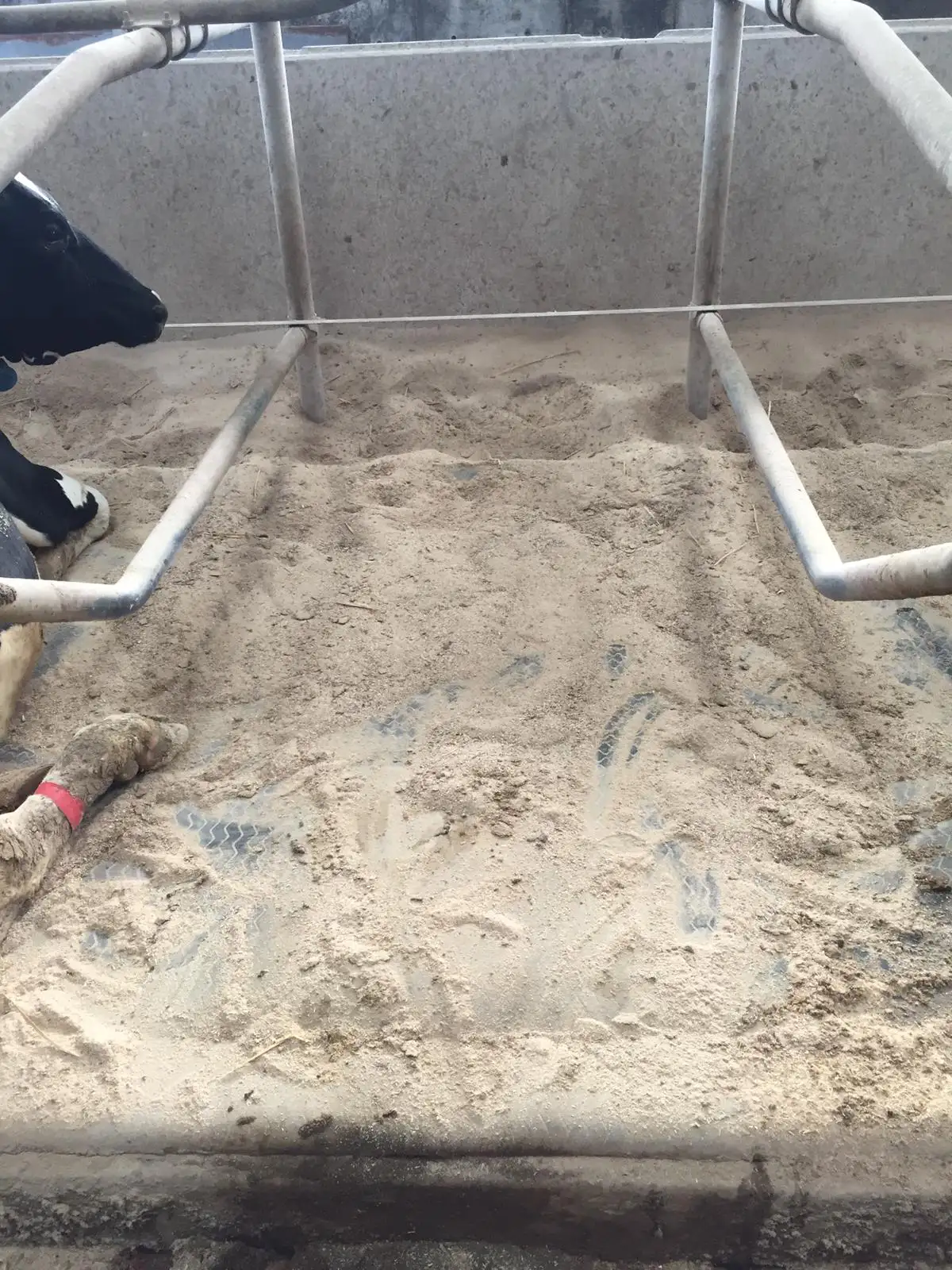Elite Sand Cubicles - Teemore Engineering - Livestock Housing Specialists