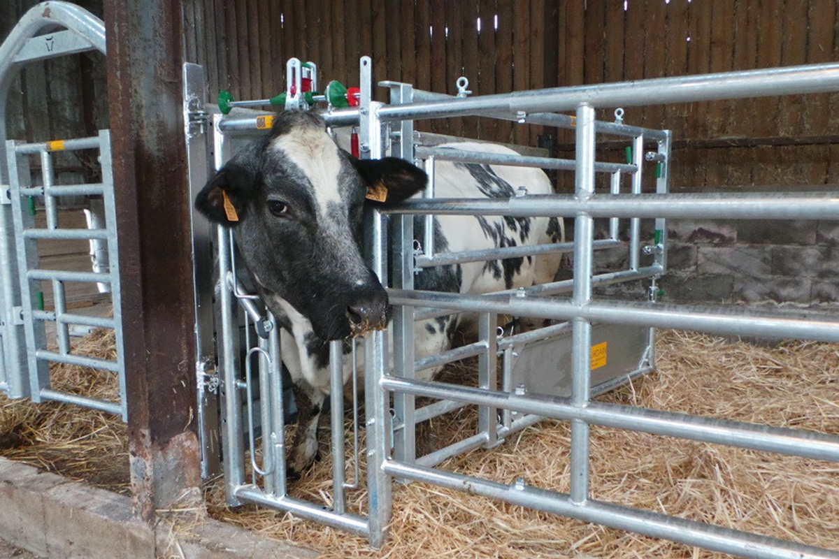 Ex5 Calving Gate And Operation Gate Teemore Engineering Livestock Housing Specialists