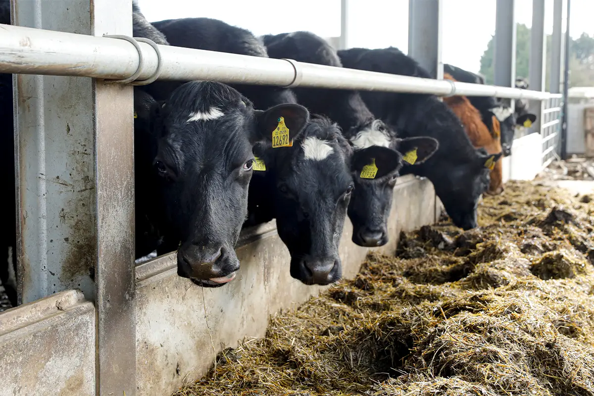 Single Pipe Neck & Rail Spacer Bracket - Teemore Engineering ...