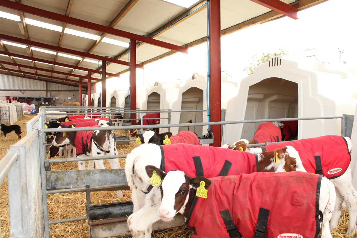 Group Calf Hutch - Teemore Engineering - Livestock Housing Specialists