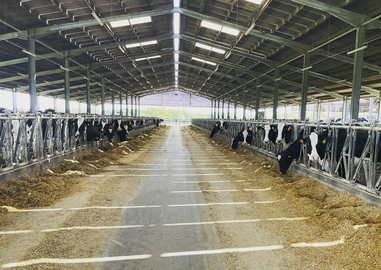 Cow Housing Complete Kit-out - Teemore Engineering - Livestock Housing ...