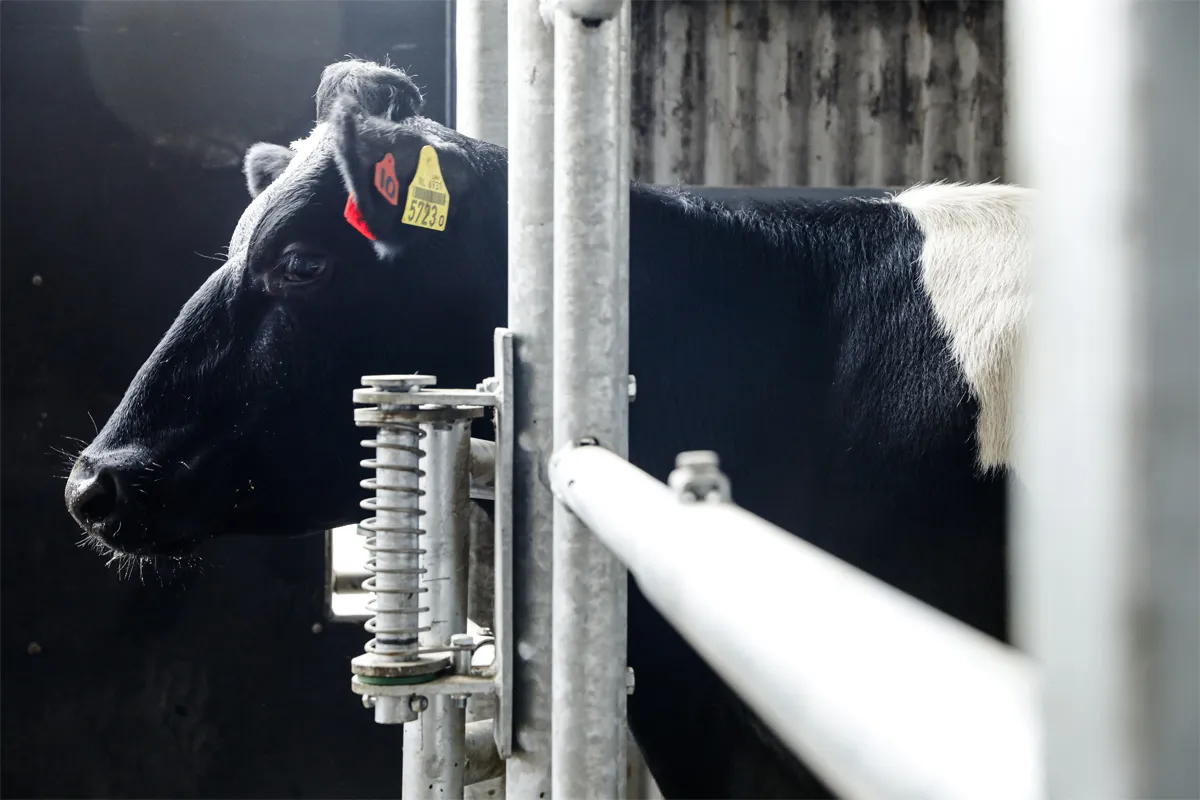 One Way Gate - Teemore Engineering - Livestock Housing Specialists
