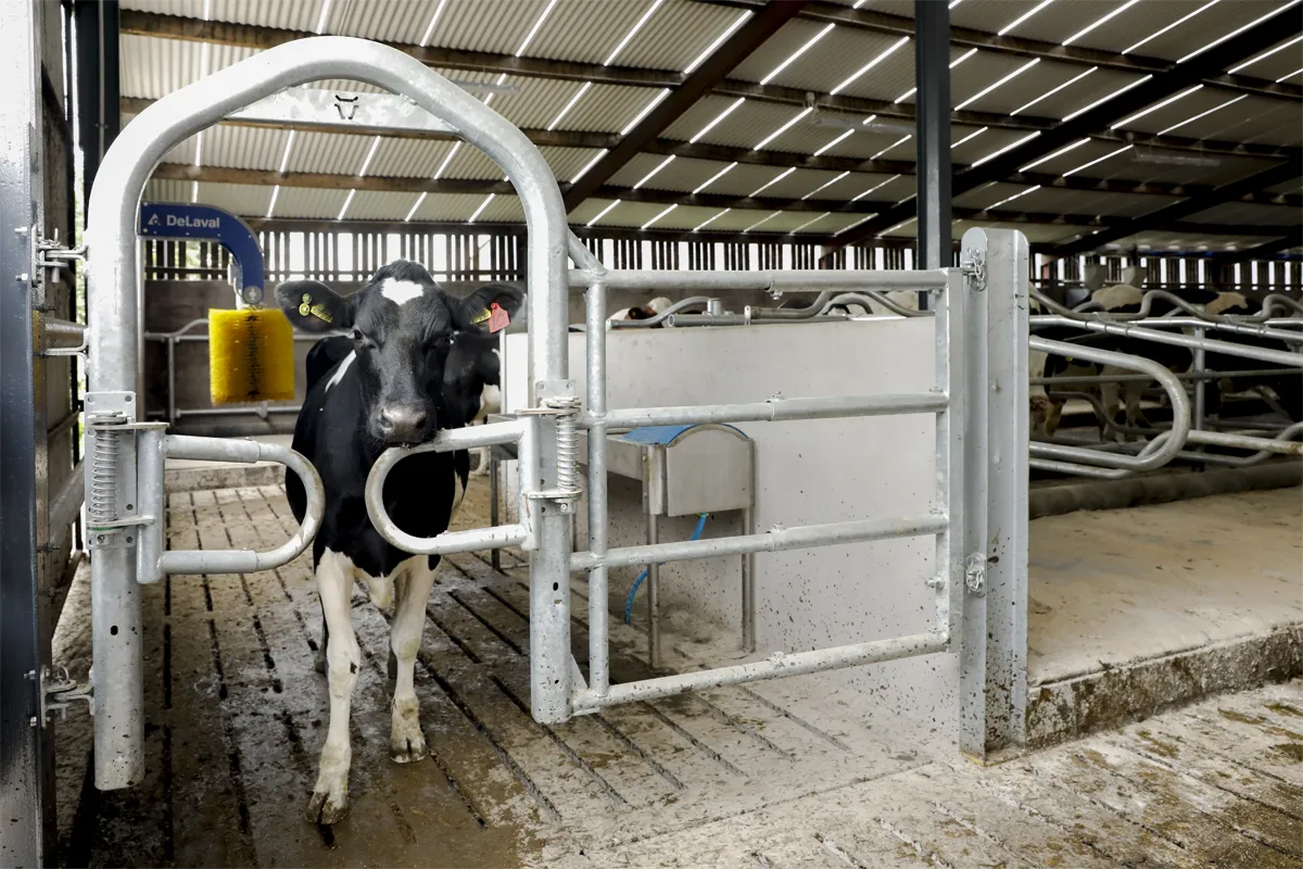 One Way Gate - Teemore Engineering - Livestock Housing Specialists