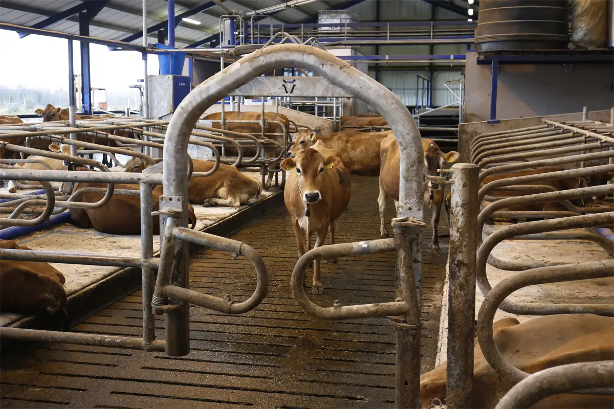 One Way Gate - Teemore Engineering - Livestock Housing Specialists