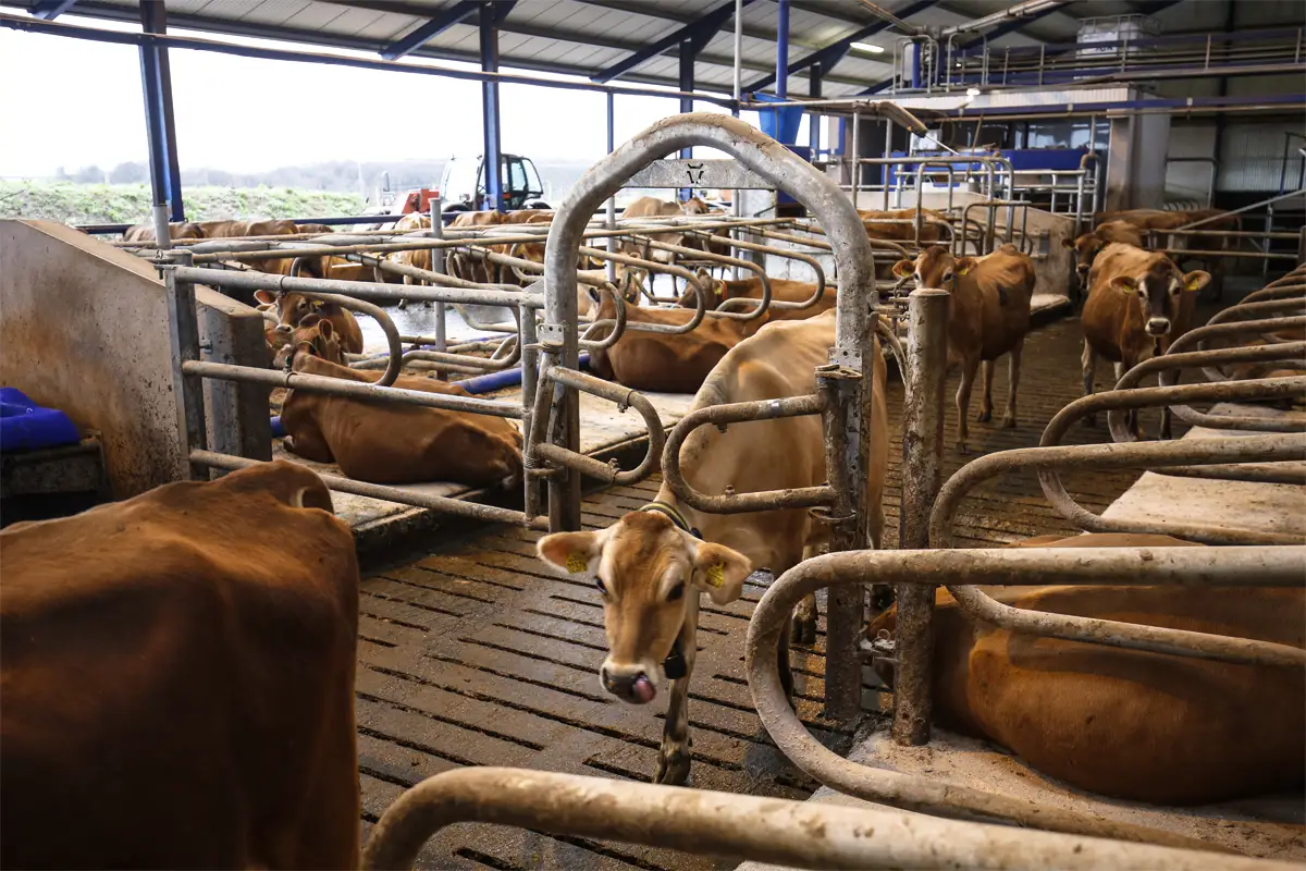 One Way Gate - Teemore Engineering - Livestock Housing Specialists