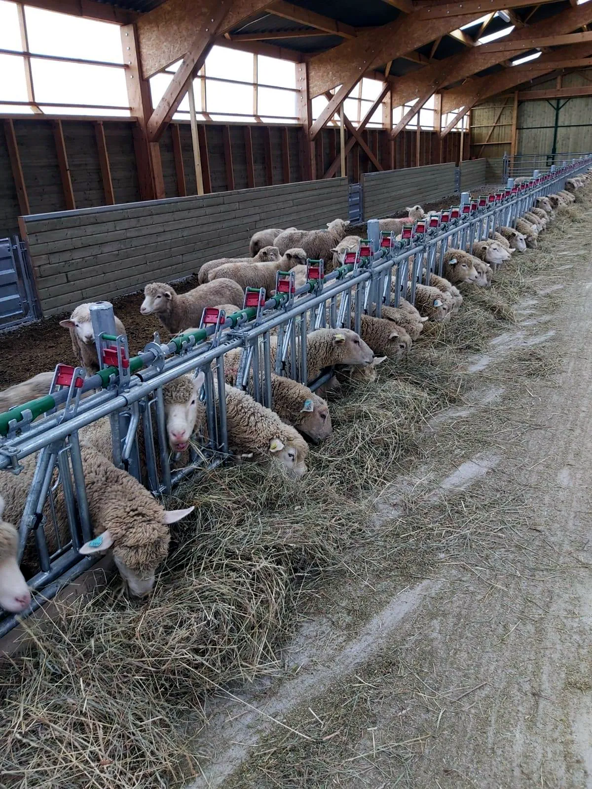 Sheep Headlocks - Teemore Engineering - Livestock Housing Specialists