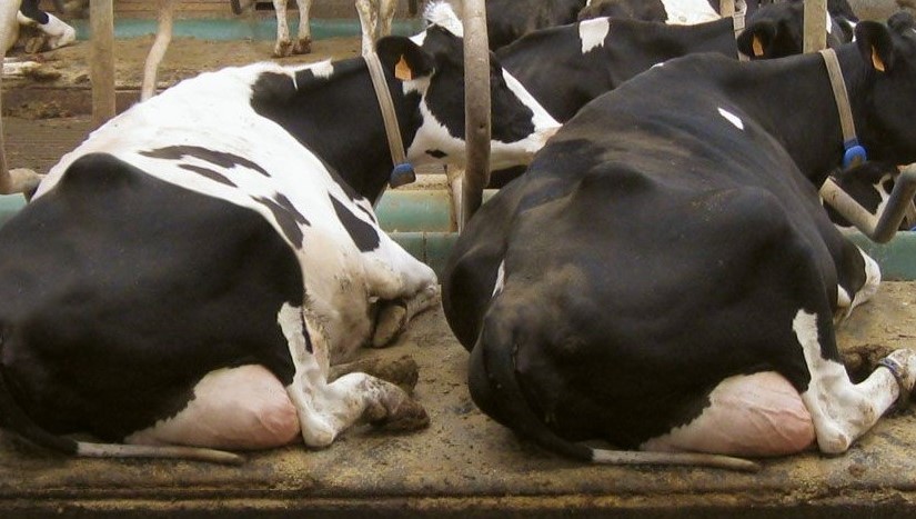 Size the stall to match the size of the cow - Teemore Engineering ...
