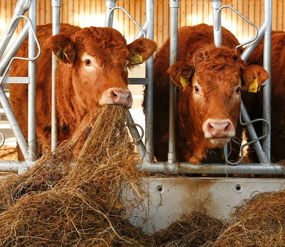 Teemore Engineering - Livestock Housing Specialists