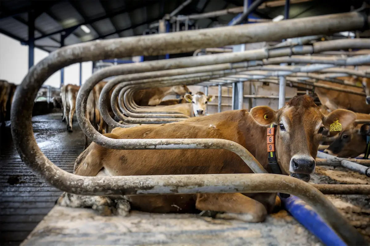 Super Loop Cow Cubicles - Teemore Engineering - Livestock Housing ...