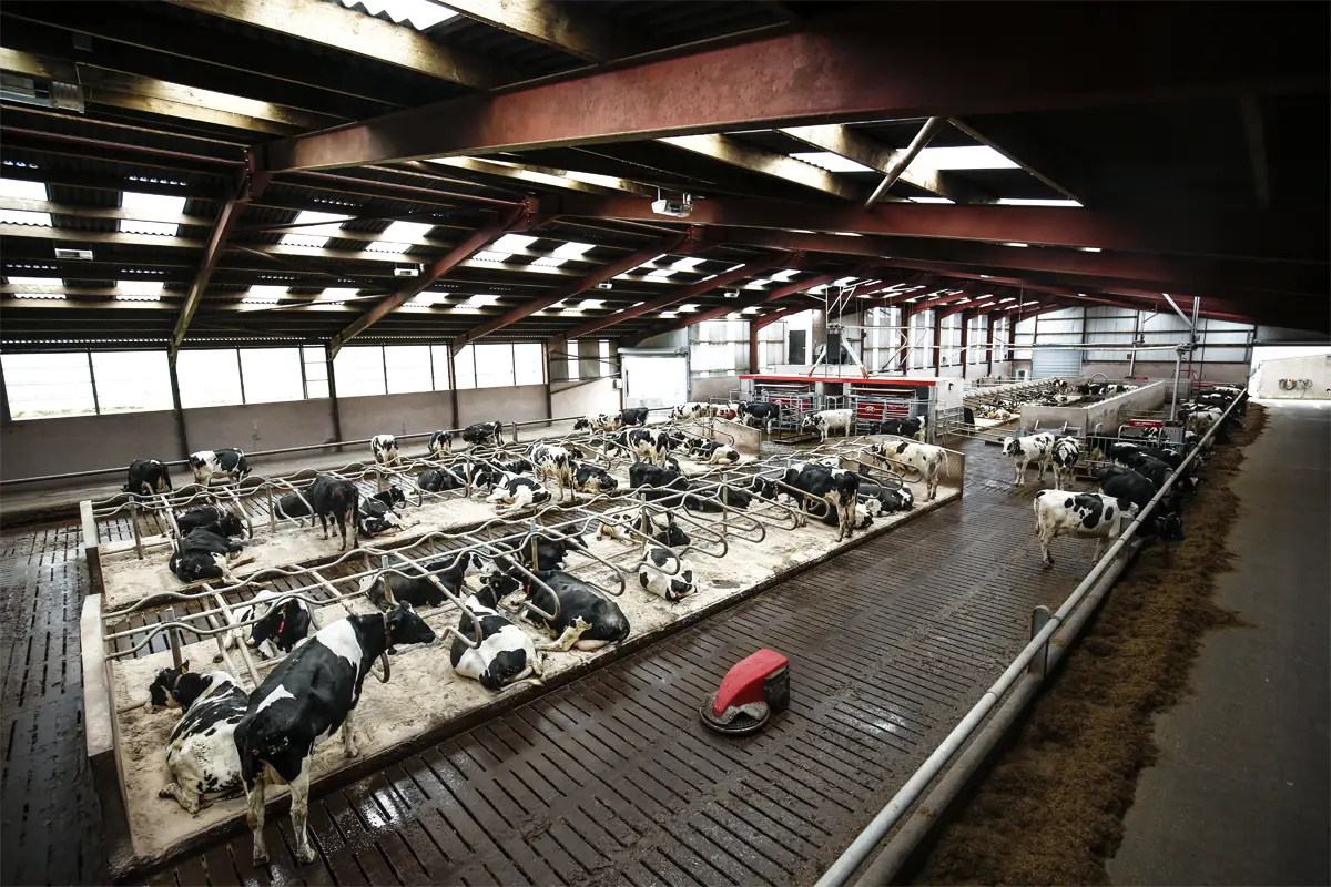 Super Loop Cow Cubicles - Teemore Engineering - Livestock Housing ...