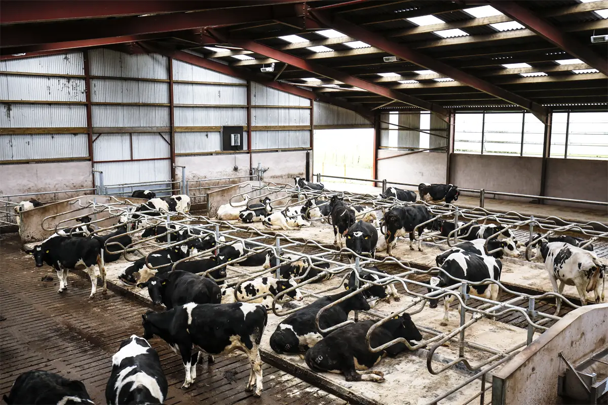 Super Loop Cow Cubicles - Teemore Engineering - Livestock Housing ...