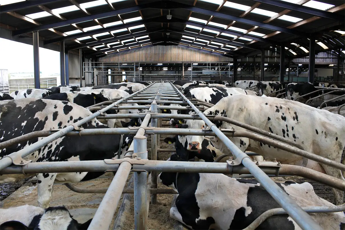 Super Loop Plus Cow Cubicles - Teemore Engineering - Livestock Housing ...