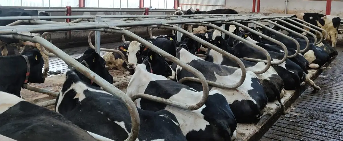 Super Loop Plus Cow Cubicles - Teemore Engineering - Livestock Housing ...