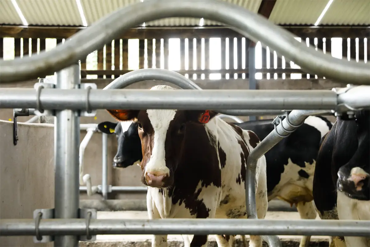 Zig-Zag Head Rail - Teemore Engineering - Livestock Housing Specialists