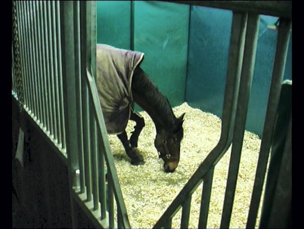 Hands On: Equine Narcolepsy 01 January 2011 Premium