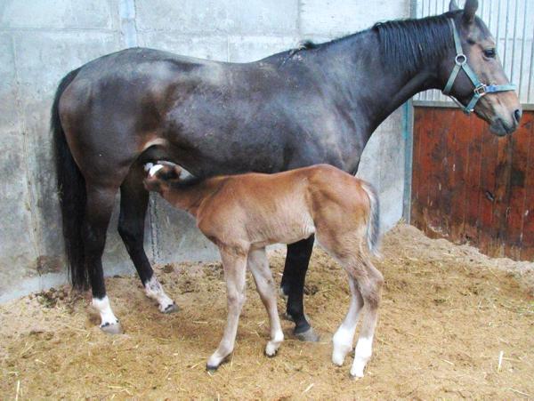 Hands On: Foaling frequently asked questions 01 January 2011 Premium