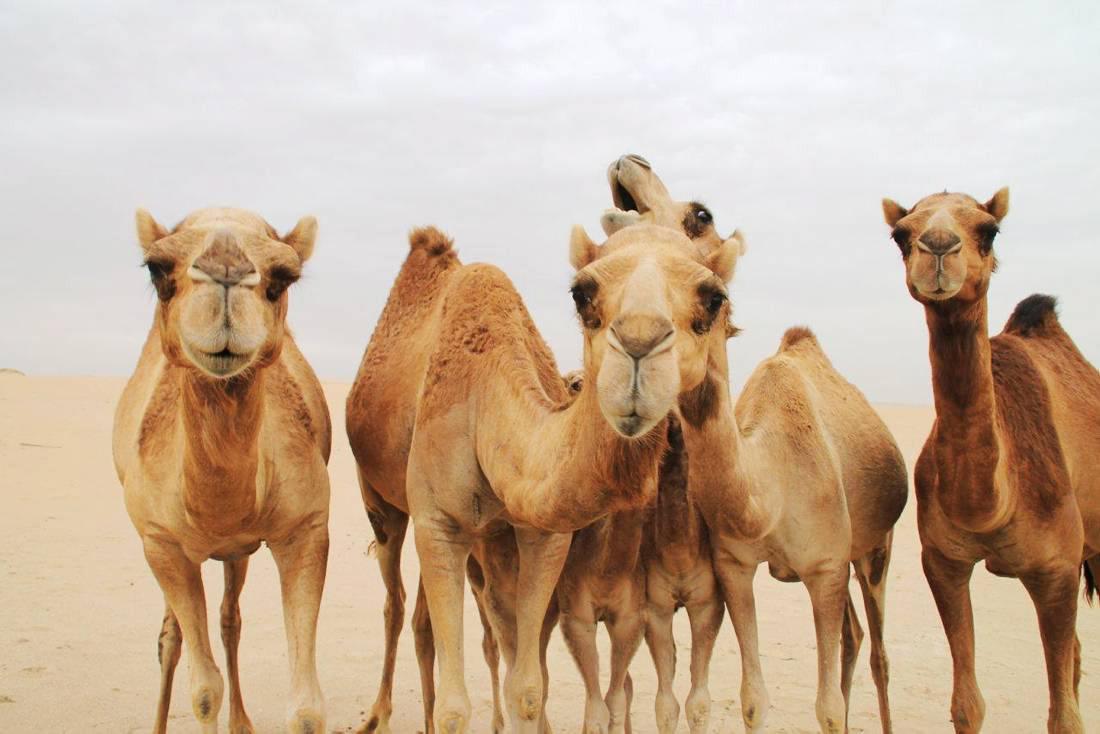 Perfect half-pass and tempi changes...from a camel! 04 December 2014 Free