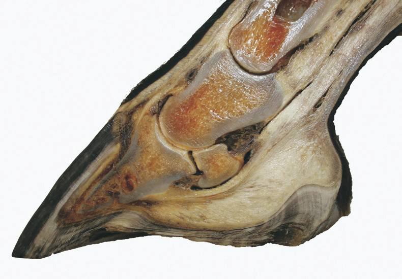 HANDS ON: Dealing with foot abscesses 01 January 2011 Premium