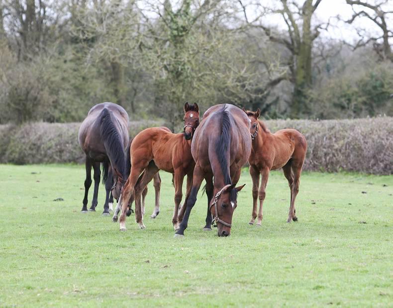 FOALING: Your checklist for before and after foaling 01 January 2011 ...