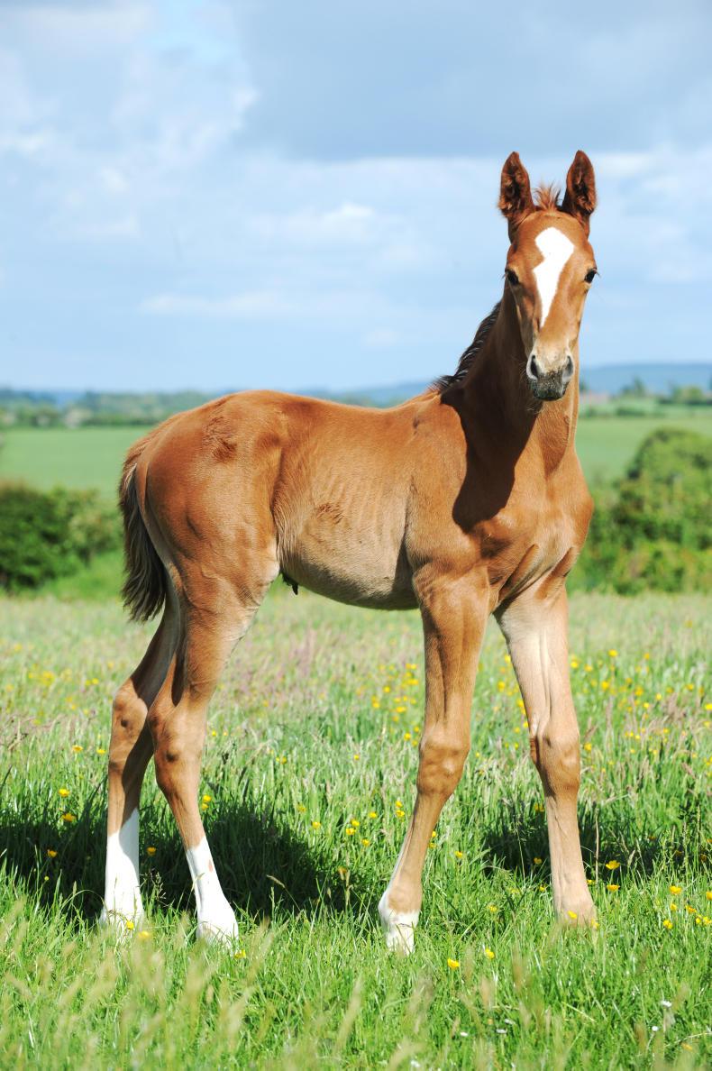 HORSE SENSE FOALING: Sample foaling system 01 January 2011 Premium