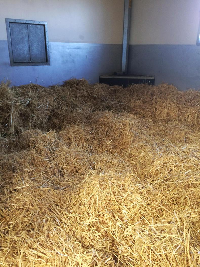 HORSE SENSE FOALING: Sample foaling system 01 January 2011 Premium