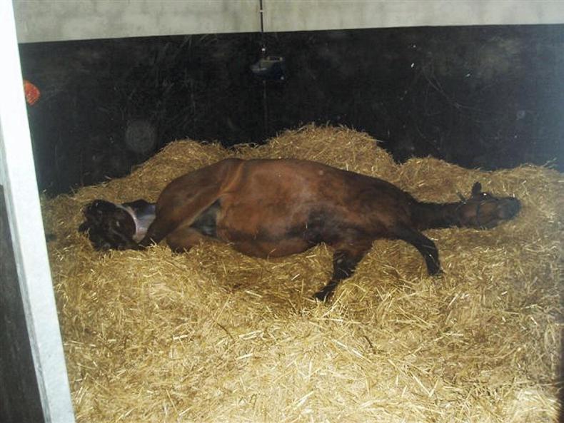 HORSE SENSE FOALING: Sample foaling system 01 January 2011 Premium