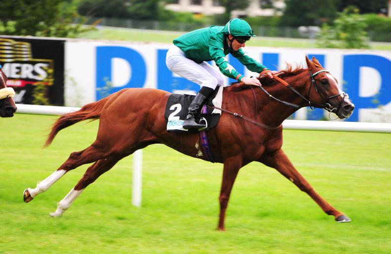 Stallion career in line for Decorated Knight 10 February 2017 Premium