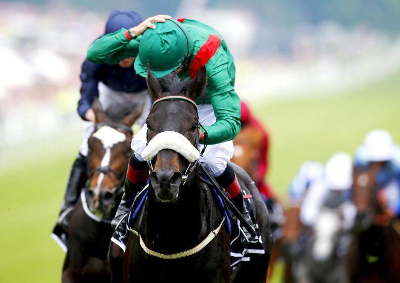 Harzand : Standing at Gilltown Stud 03 March 2017 Premium