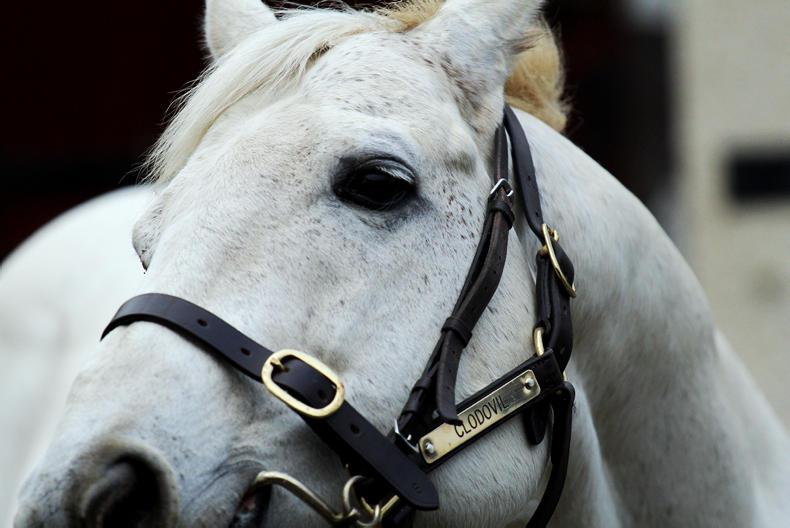 Rathasker's Izzer makes perfect start 30 March 2018 Premium