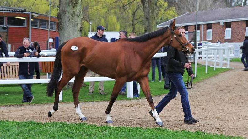 SALES: Irish pointer sells in private deal to top day's trade 22 March ...