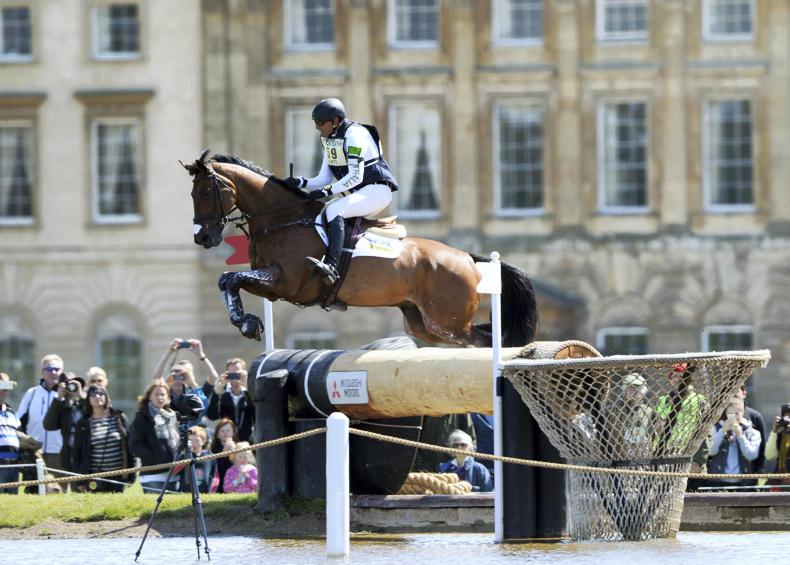 GORESBRIDGE SALES PREVIEW: Find your next star at Goresbridge 03 May ...