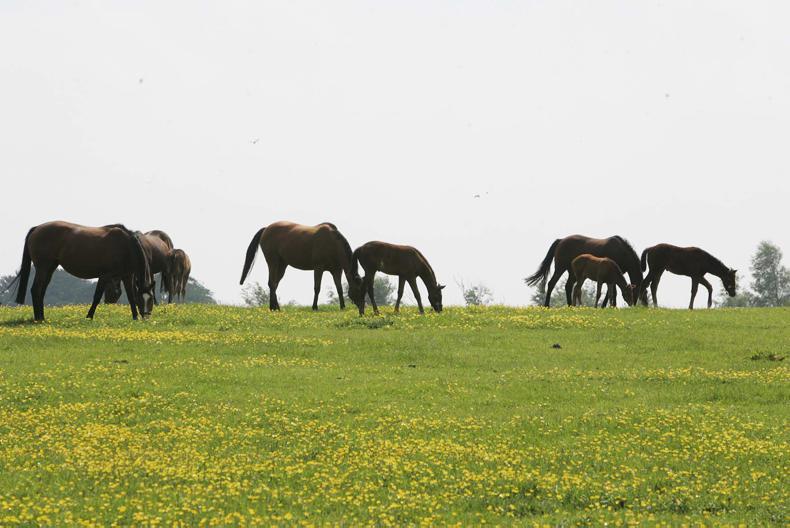 NEWS: Well-bred mare rescued in Cork 17 May 2019 Free