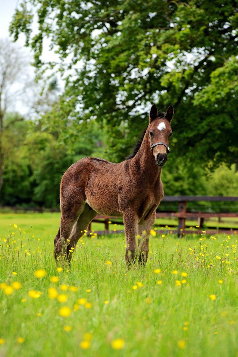 FOALING FEATURE 2021: Foaling Q&A 12 February 2021 Premium