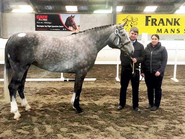 ADVERTORIAL: The benefits of having your mare inspected 26 February ...