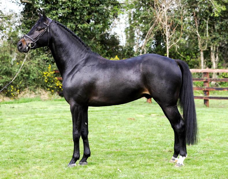 STALLIONS GUIDE 2021: Sire roster to suit all mare types 09 April 2021 ...