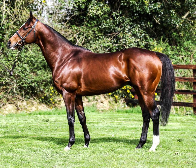 STALLIONS GUIDE 2021: Sire roster to suit all mare types 09 April 2021 ...