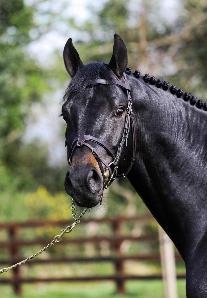 STALLIONS GUIDE 2021: Sire roster to suit all mare types 09 April 2021 ...