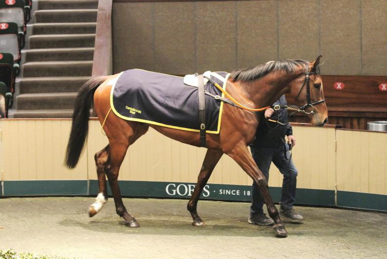GOFFS PUNCHESTOWN SALE: Springwell Bay's rewarding week with Goffs 30 ...