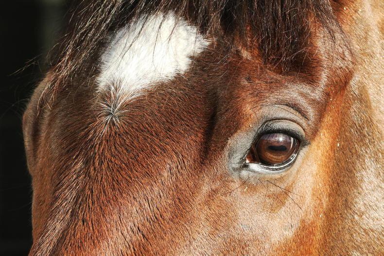 HORSE SENSE: How your horse sees it: Understanding equine vision 30 ...