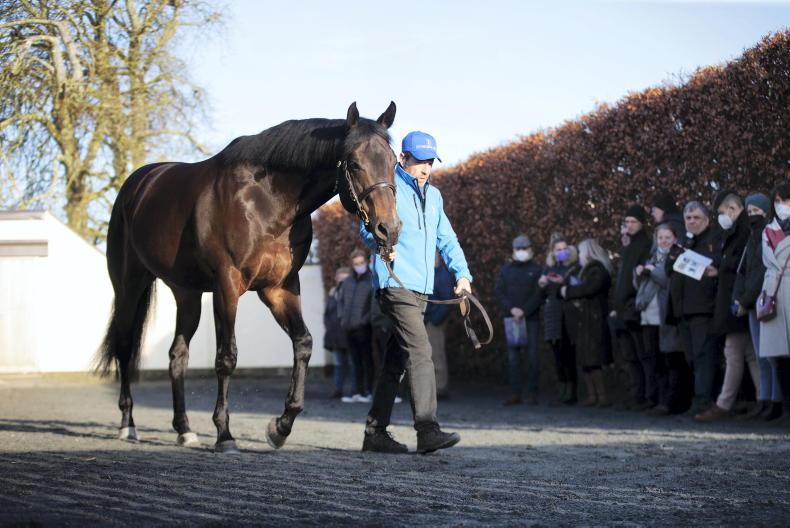 SIRE REVIEW: Invincible Army: Standing at Yeomanstown Stud 28 January ...