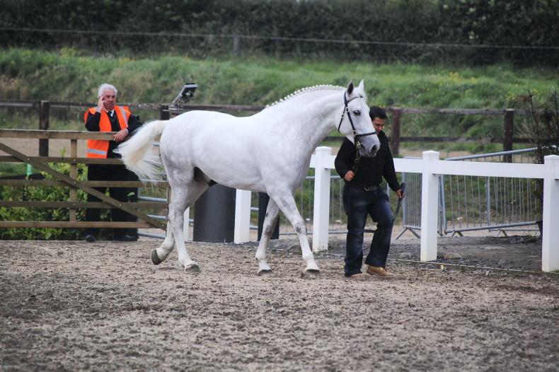 PONY TALES: Plenty of life in Dunbeggan Grey Mist! 01 April 2022 Free