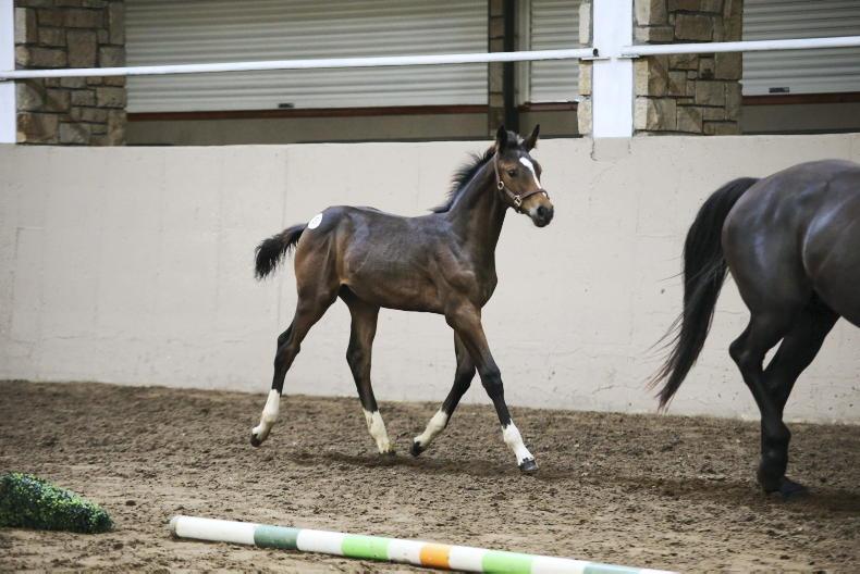 CAVAN ELITE FOAL SALE: Stunning trade returns €36,000 top lot 16 ...