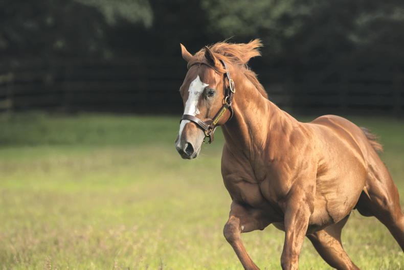 SIRE REVIEW: Earthlight: Standing at Kildangan Stud 17 February 2023 Free