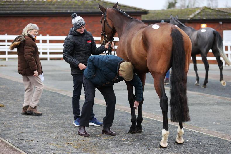 TATTERSALLS CHELTENHAM DECEMBER SALE: Superb trade ends a record ...