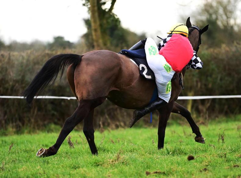PHOTOS OF THE WEEK: Point-to-point action 19 January 2024 Free
