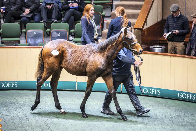 SALES: Starman foals fetch big prices 17 November 2025 Free