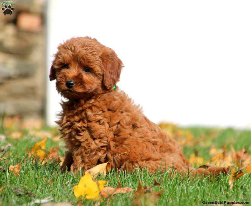 Greenfield Puppies Reviews Read Customer Service Reviews Of Www Greenfield Puppies Reviews Read Customer Service Reviews Of Www