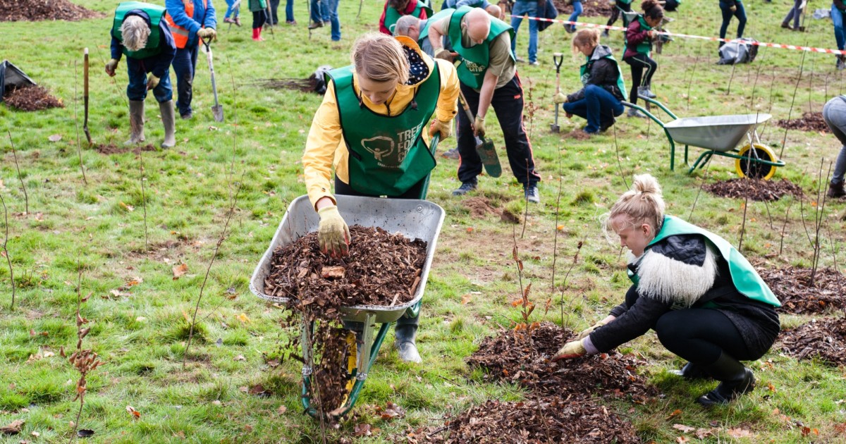 New Trees at Morden Park | Trees for Cities